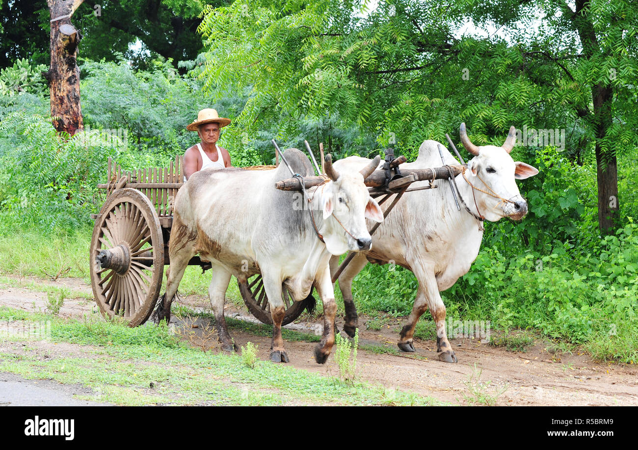 White oxen pulling cart hi-res stock photography and images - Alamy