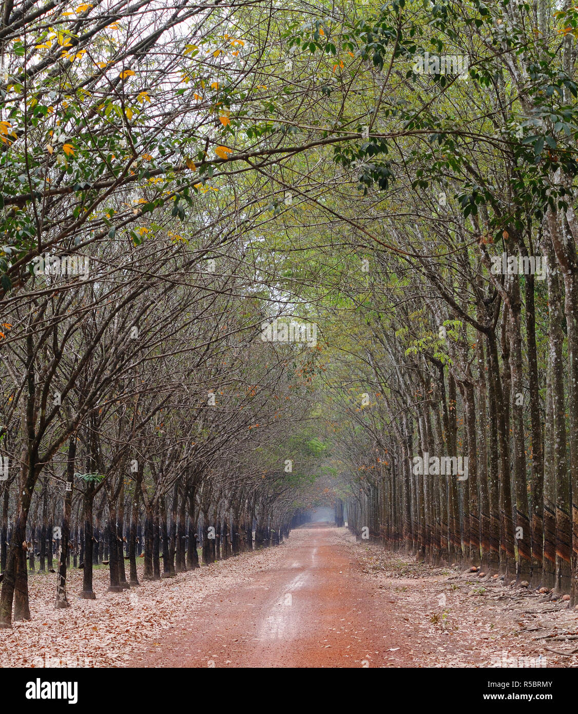 Seringa hi-res stock photography and images - Alamy