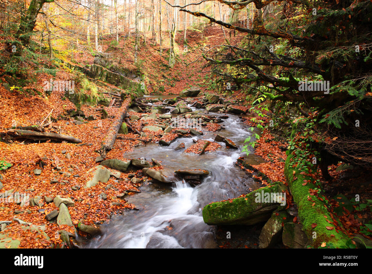 Brook in Autumn Beech Forest Stock Photo - Alamy