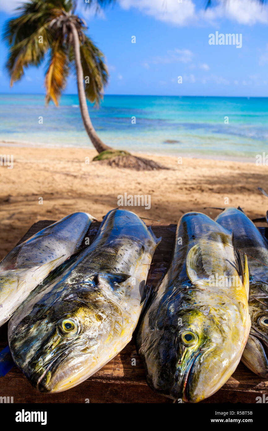 Dominican Republic, Samana Peninsula, Beach at Las Terrenas, Fresh Fish ...