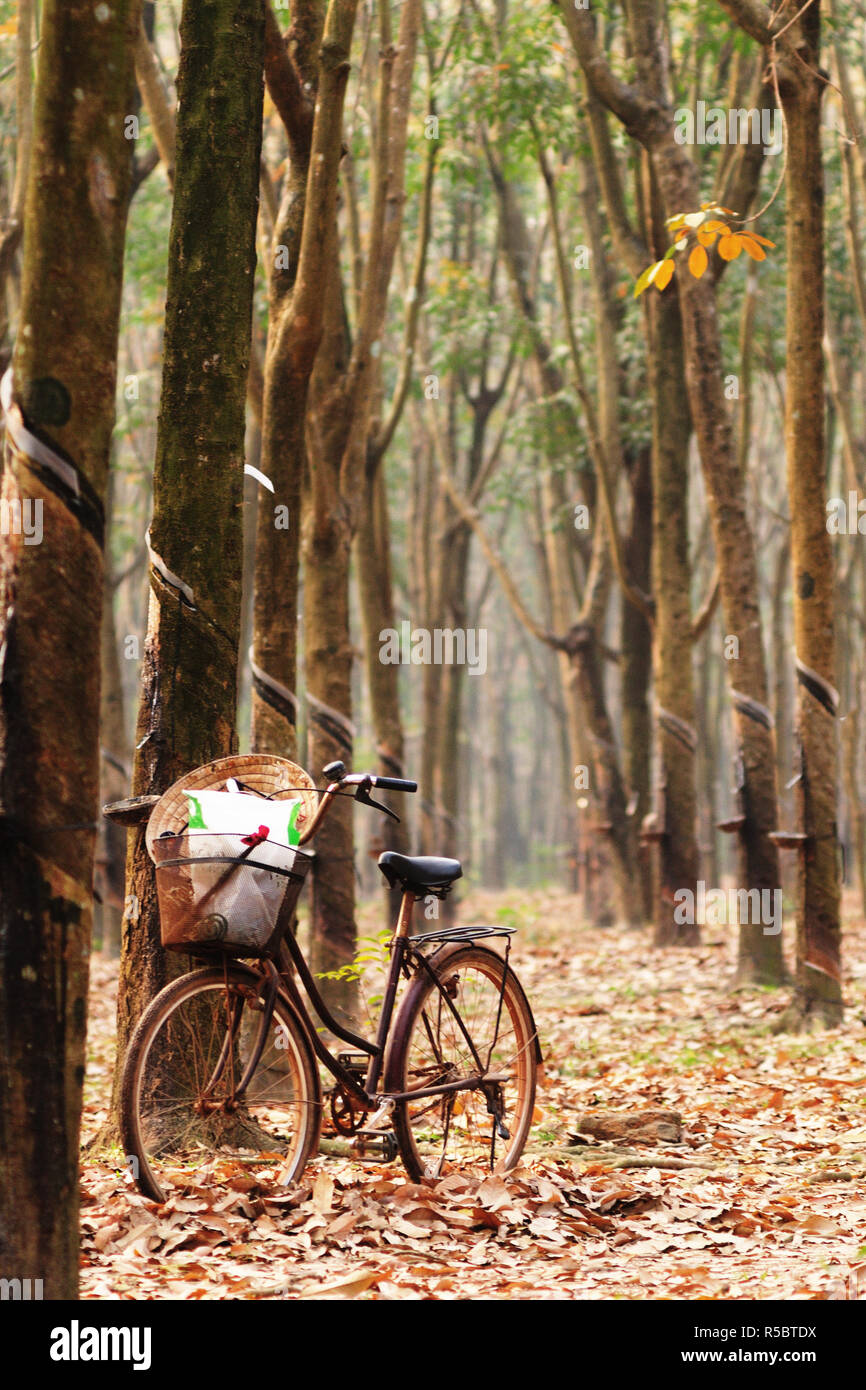 Early morning view in seringa (rubber tree) wood in southern Vietnam ...
