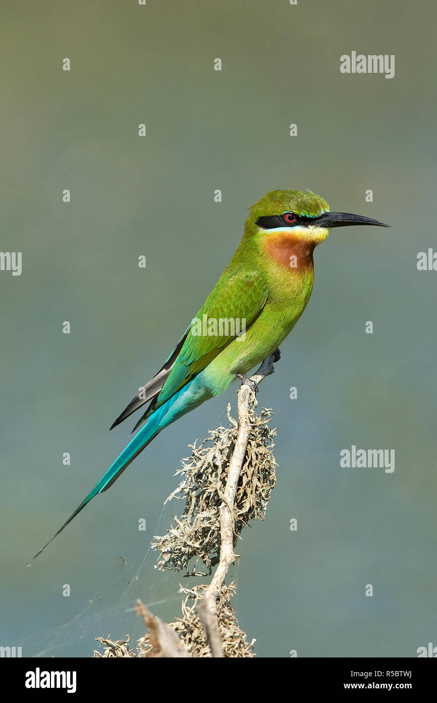 Blue-tailed Bee-eater (Merops philippinus Stock Photo - Alamy