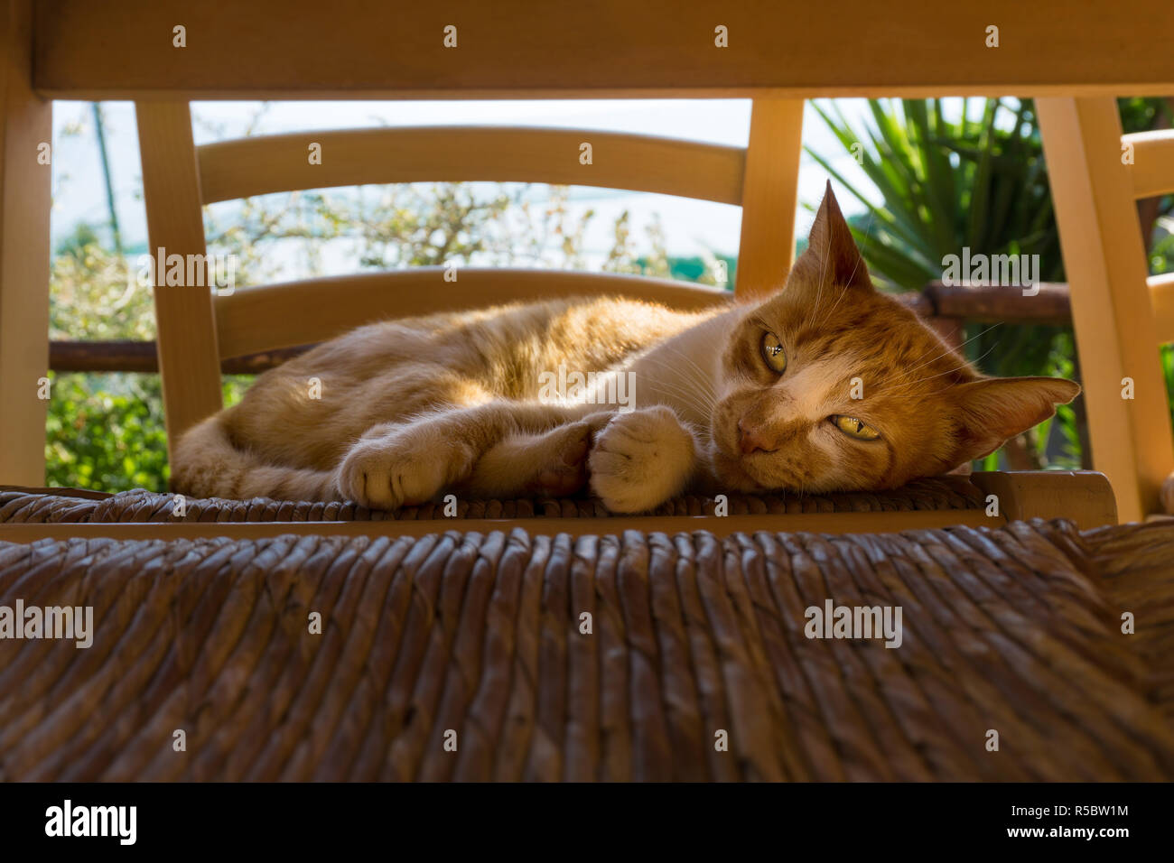 Female ginger cat hi-res stock photography and images - Alamy
