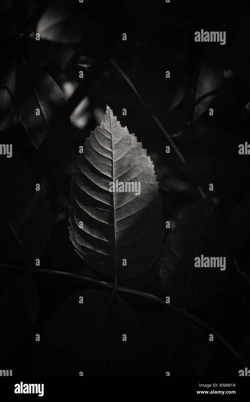 Colorless plant hi-res stock photography and images - Alamy