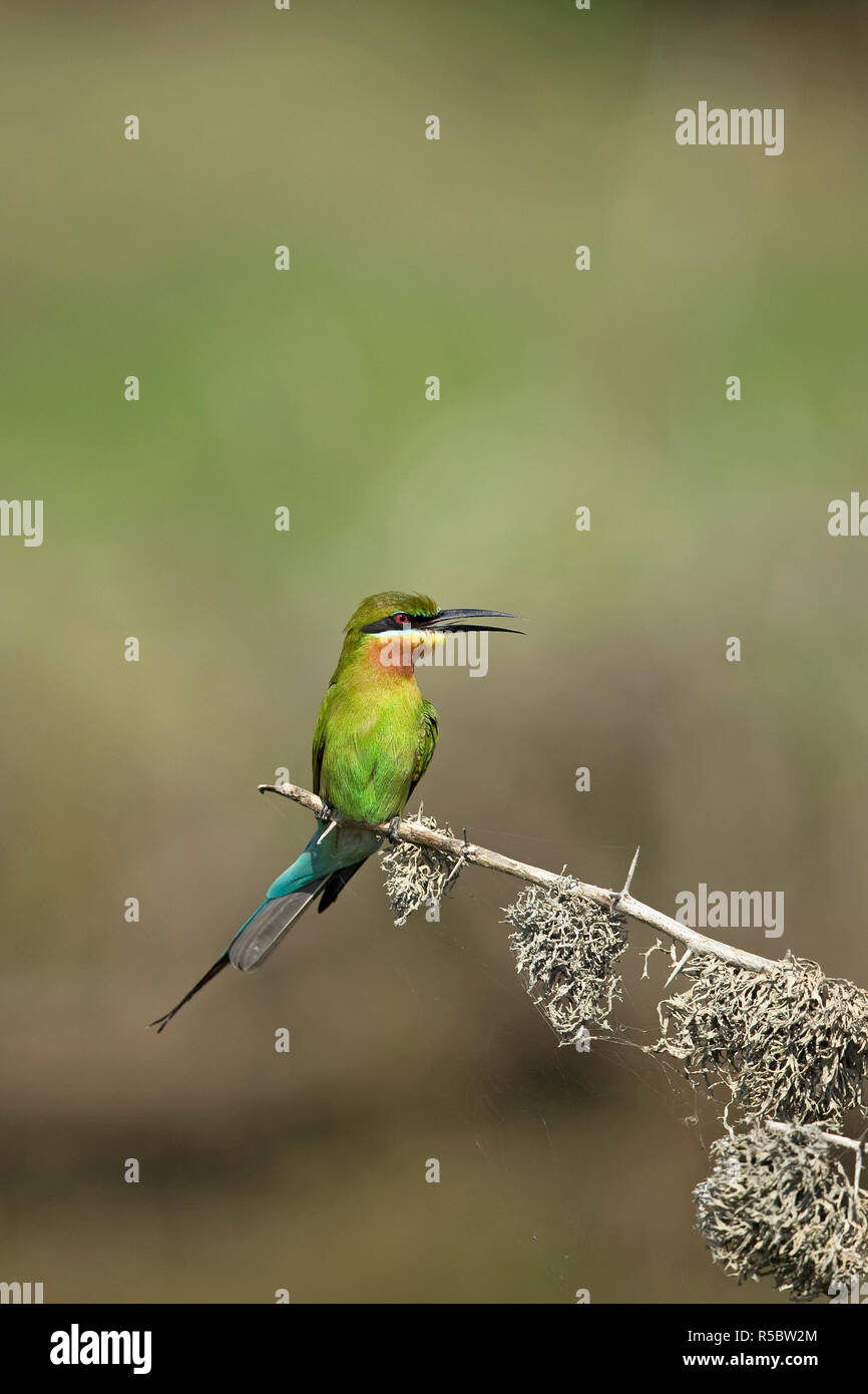 Blue-tailed Bee-eater (Merops philippinus Stock Photo - Alamy