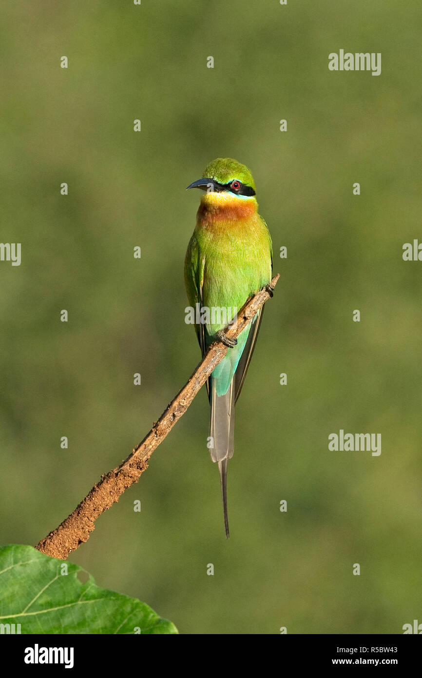 Blue-tailed Bee-eater (Merops philippinus Stock Photo - Alamy