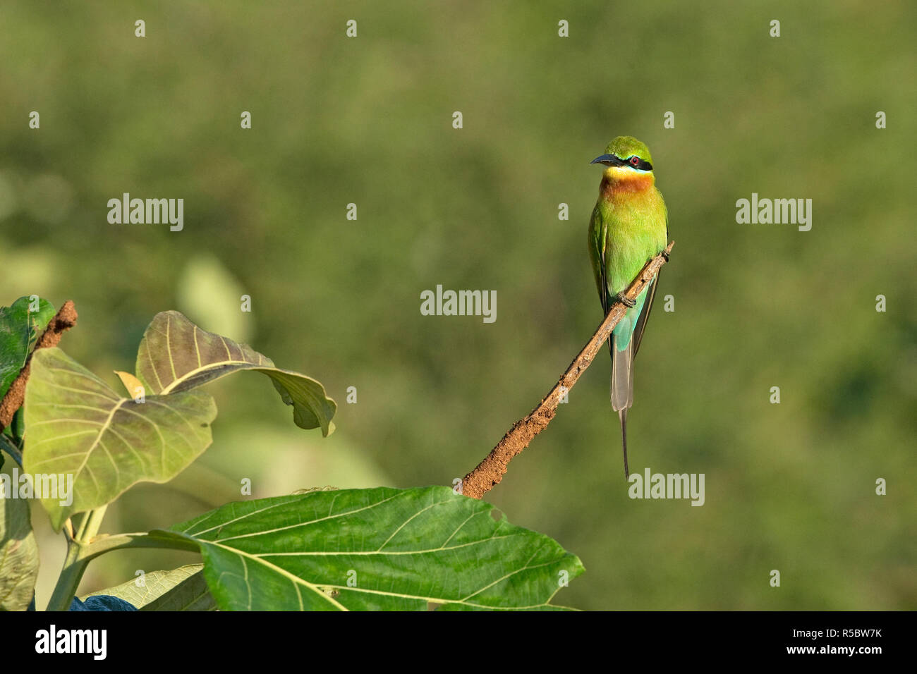 Blue-tailed Bee-eater (Merops philippinus Stock Photo - Alamy