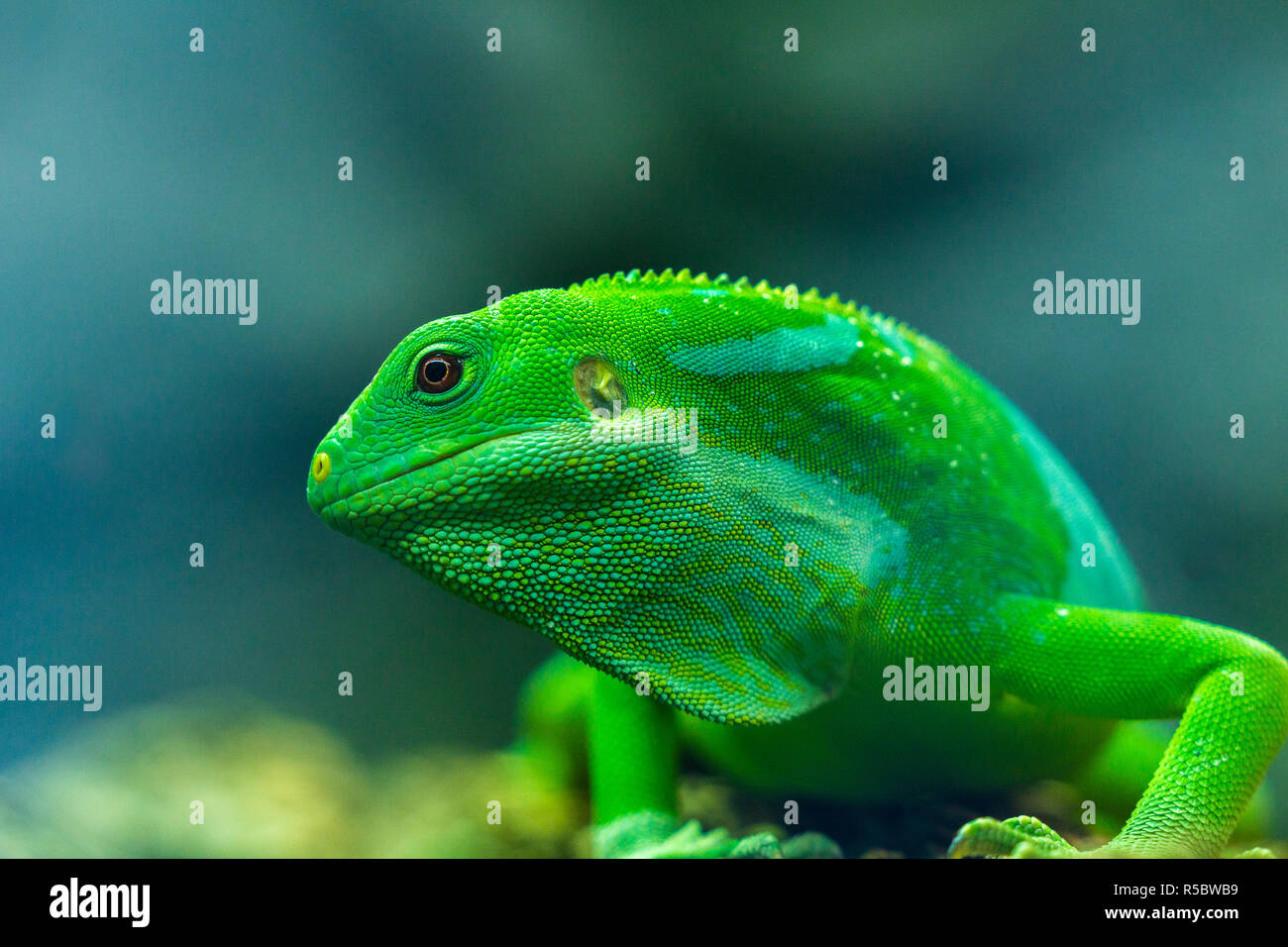 Portait of a green Fiji banded iguana (Brachylophus fasciatus) Lizard ...
