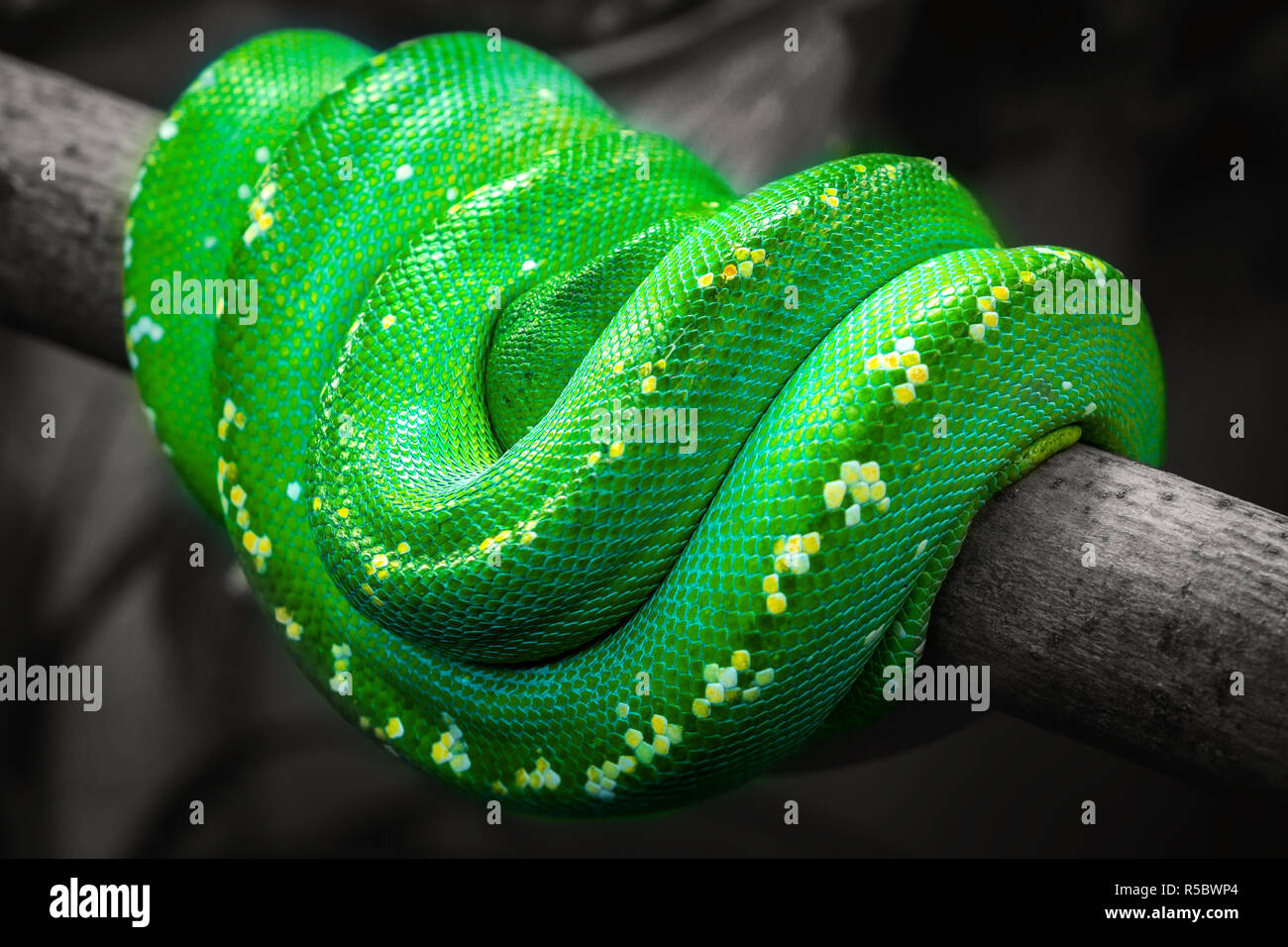 Close-up of a Green tree python (Morelia viridis) Snake with with ...