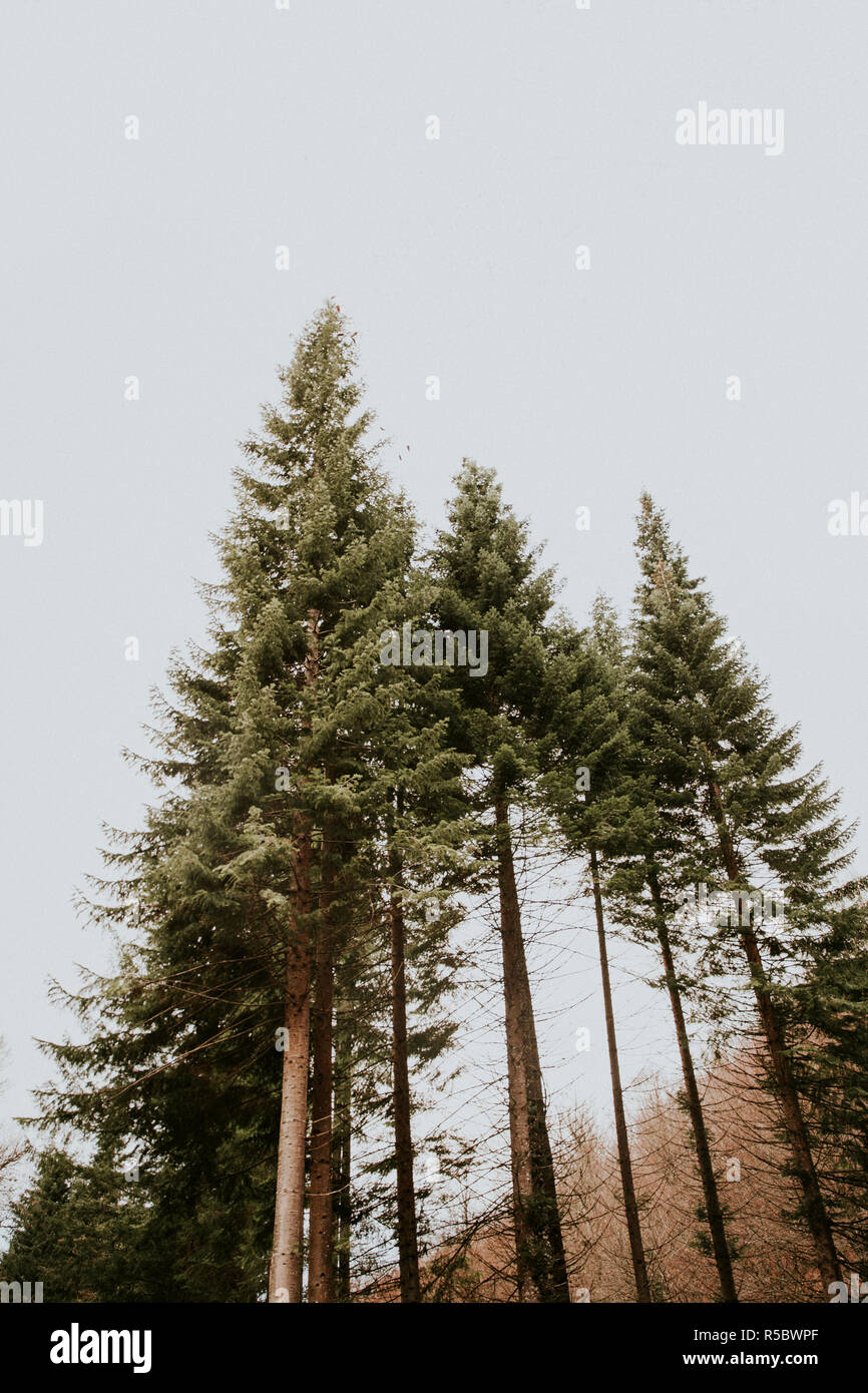 Trees spain green leaves hi-res stock photography and images - Alamy