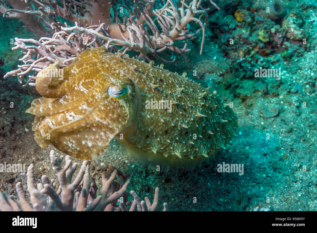 Cuttlefish of the order Sepiida. class Cephalopoda, which also includes ...