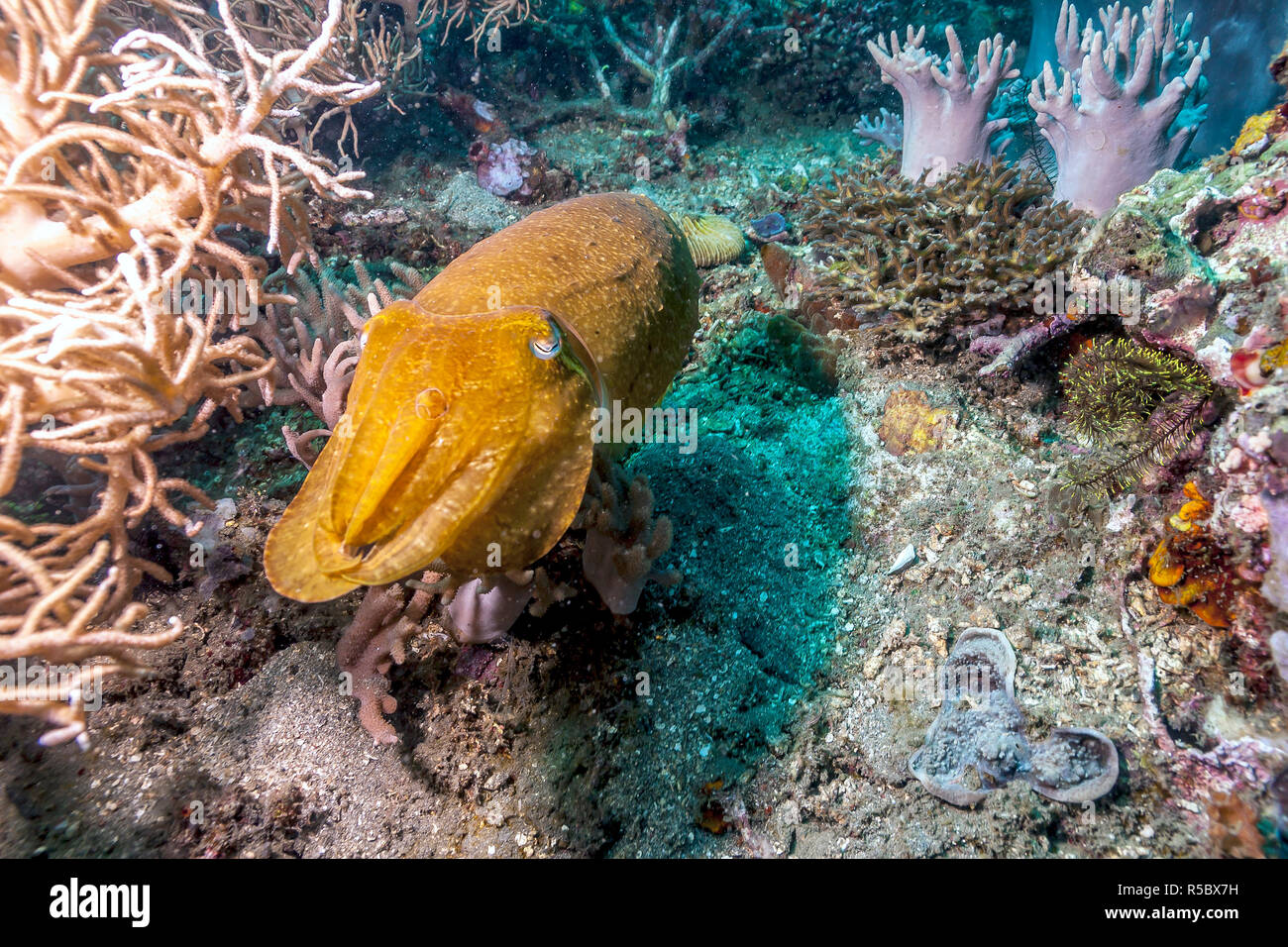 Cuttlefish of the order Sepiida. class Cephalopoda, which also includes ...