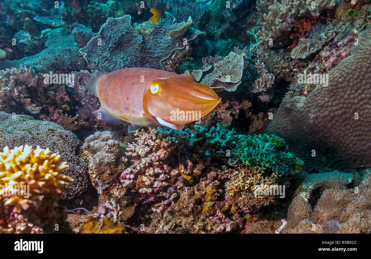 Cuttlefish of the order Sepiida. class Cephalopoda, which also includes ...