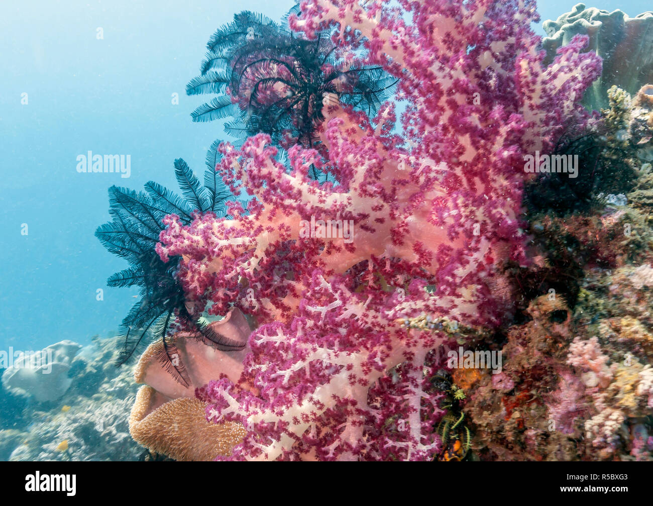 Coral garden in Caribbean Dendronephthya isoft corals family ...