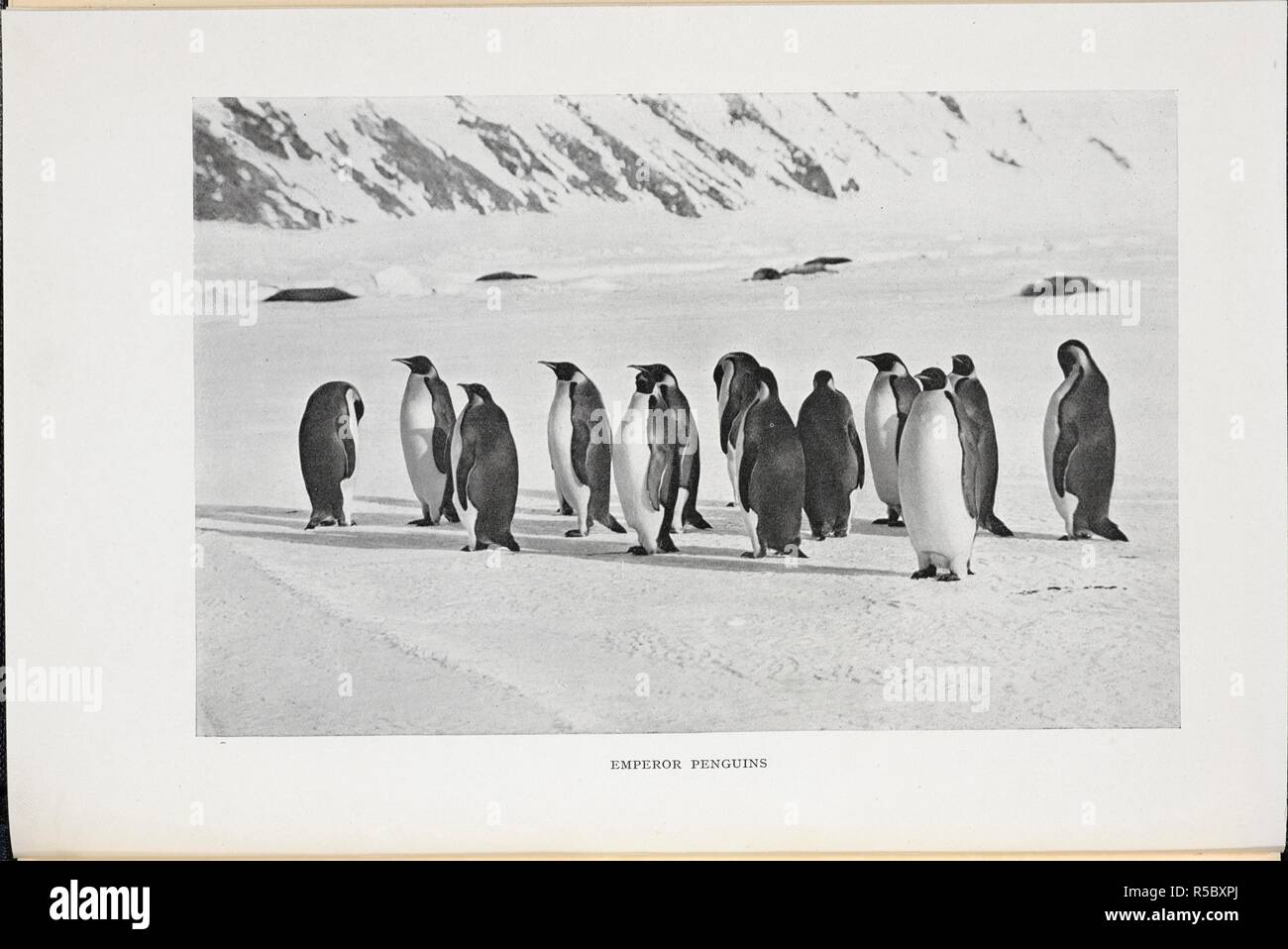 Emperor penguins. Scott's Last Expedition / arranged by Leonard Huxley ...