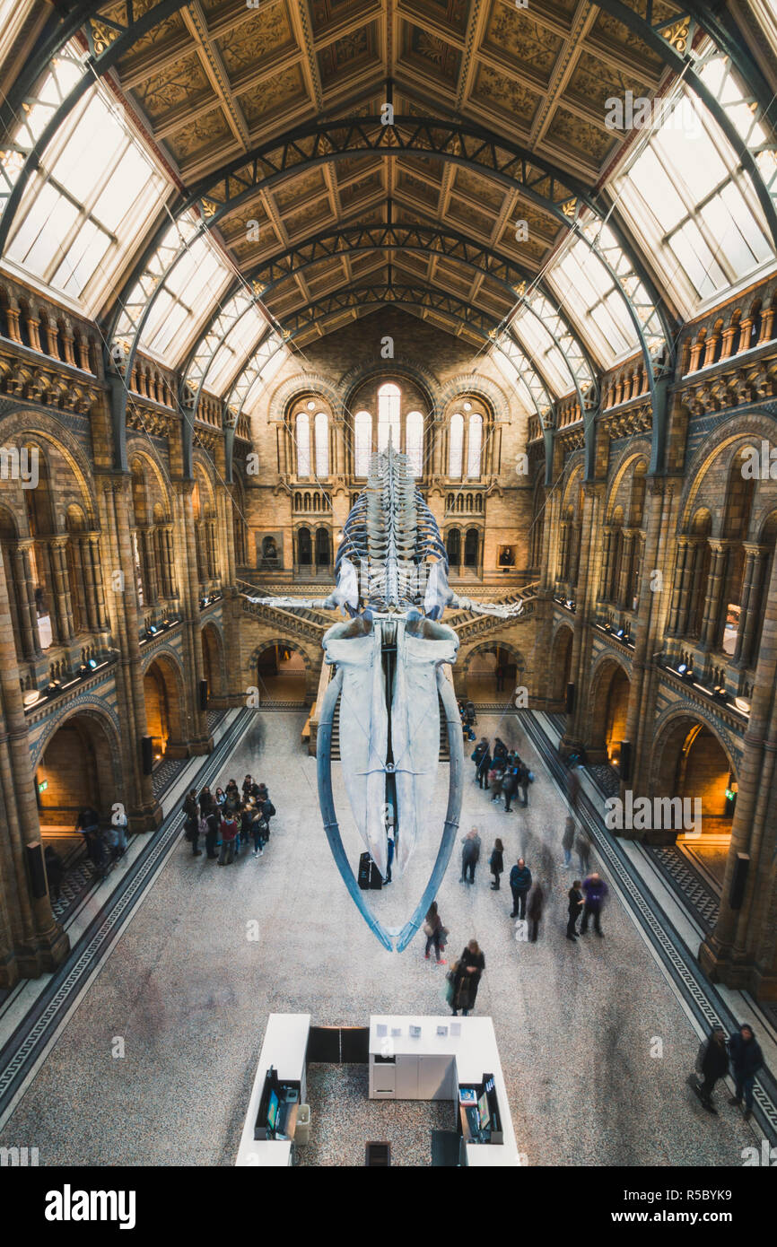 Natural history museum interior hi-res stock photography and images - Alamy