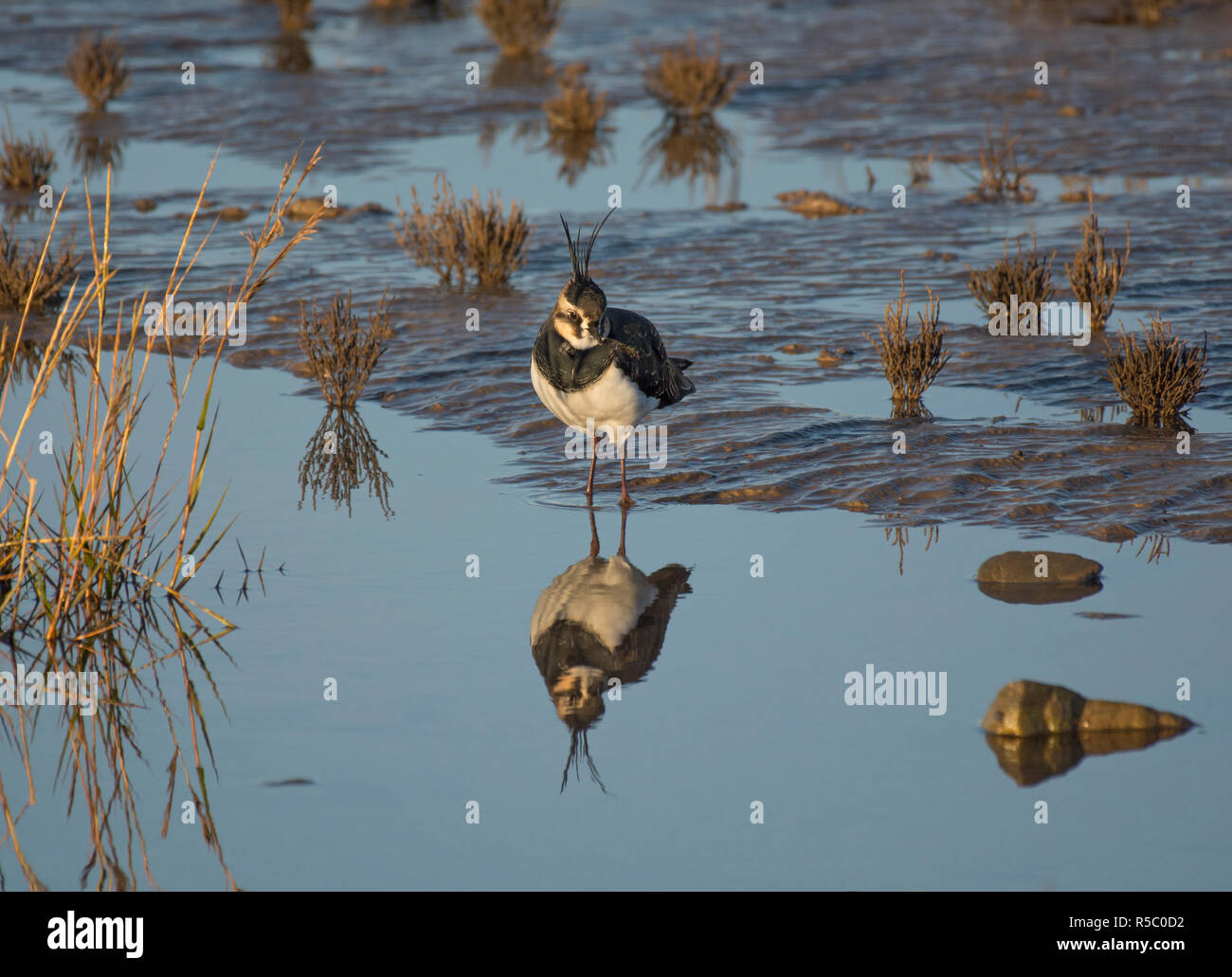 Crested lapwings hi-res stock photography and images - Alamy