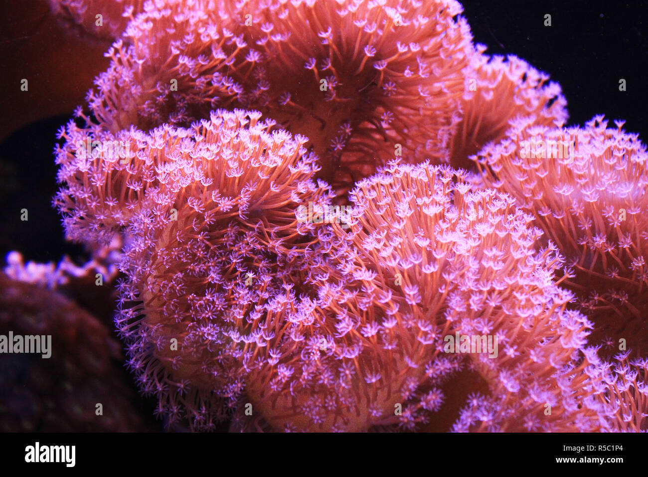 Coral Reefs in Red Sea Stock Photo - Alamy