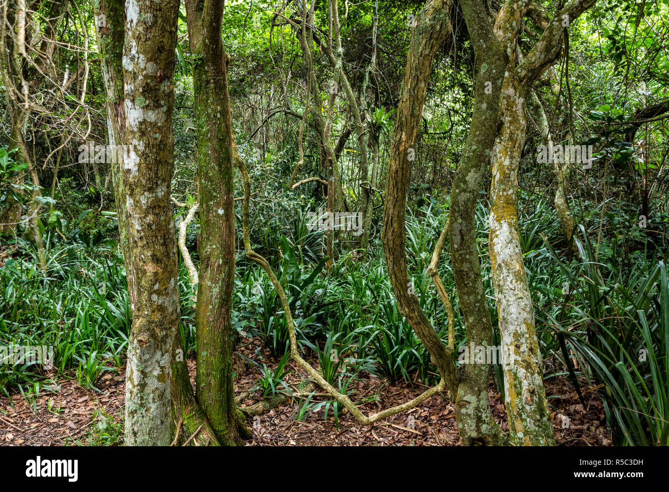 Brazilian atlantic forest hi-res stock photography and images - Alamy