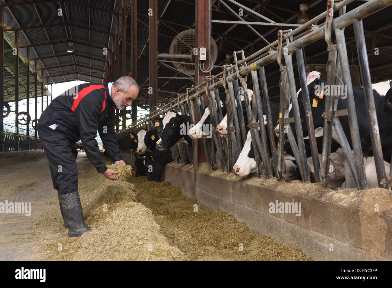 farmer working on a cow farm Stock Photo - Alamy
