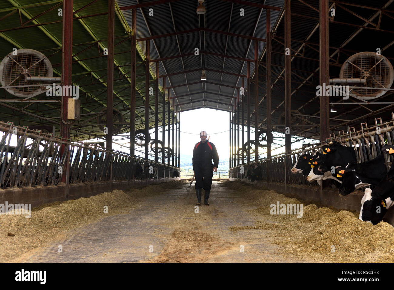 farmer working on a cow farm Stock Photo - Alamy