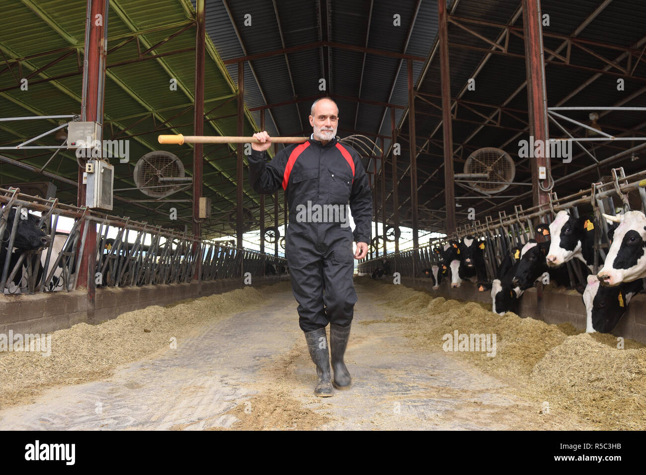 farmer working on a cow farm Stock Photo - Alamy