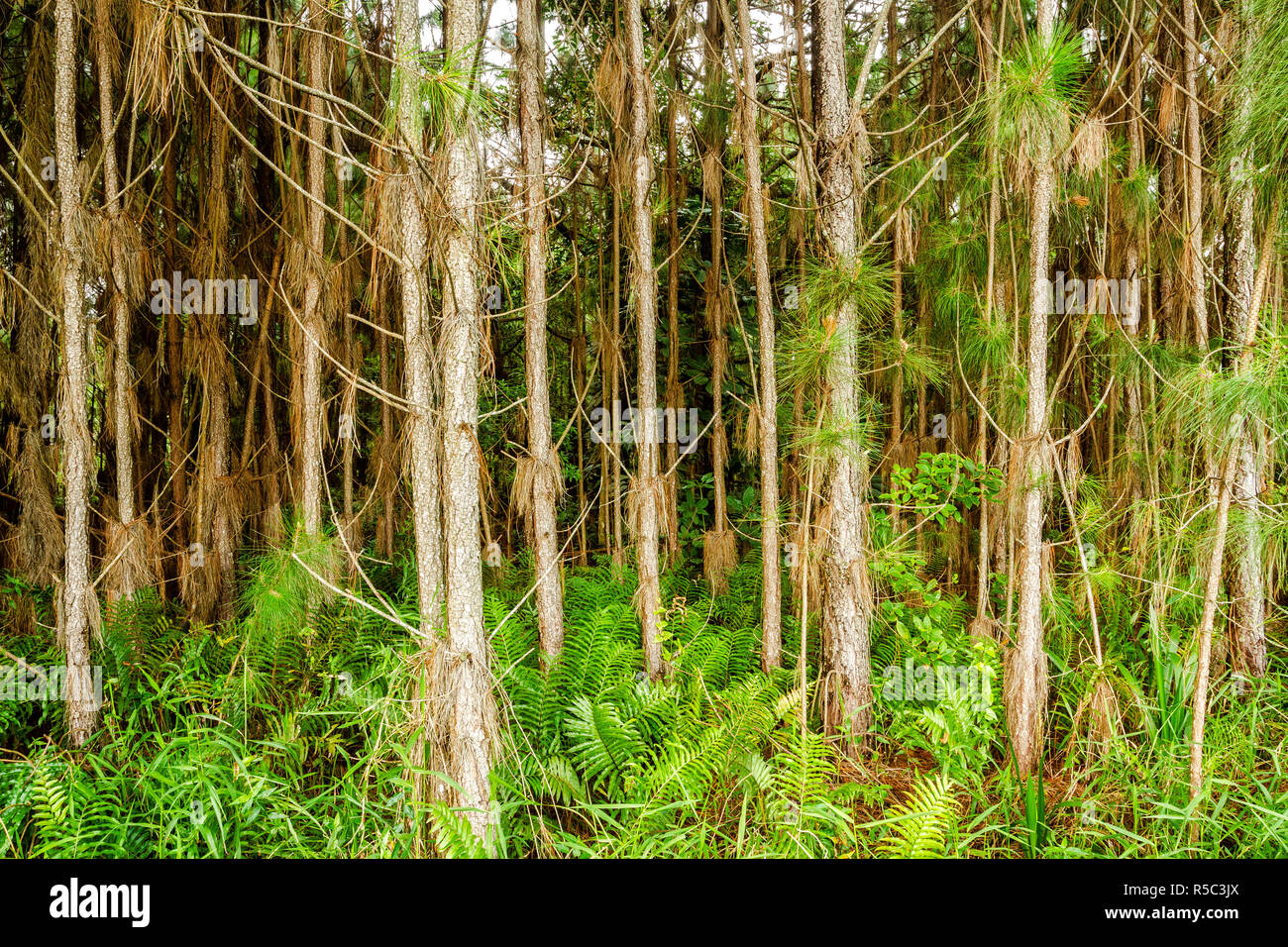 Tree trunks. Florianopolis, Santa Catarina, Brazil Stock Photo - Alamy