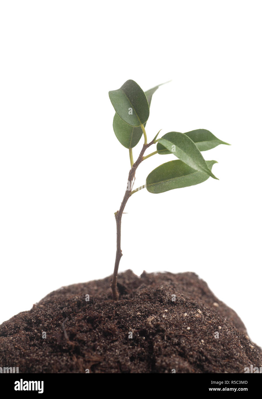 Tree growing in soil isolated on white background Stock Photo - Alamy