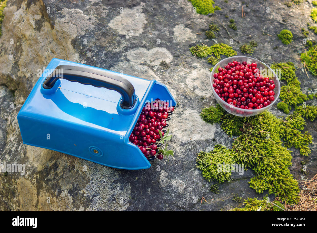 Forest bilberry picker hi-res stock photography and images - Alamy