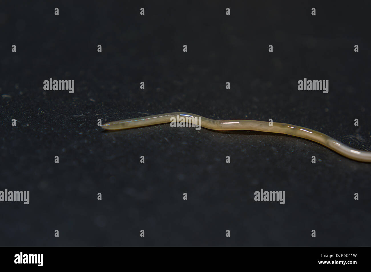 Toxocara canis hi-res stock photography and images - Alamy