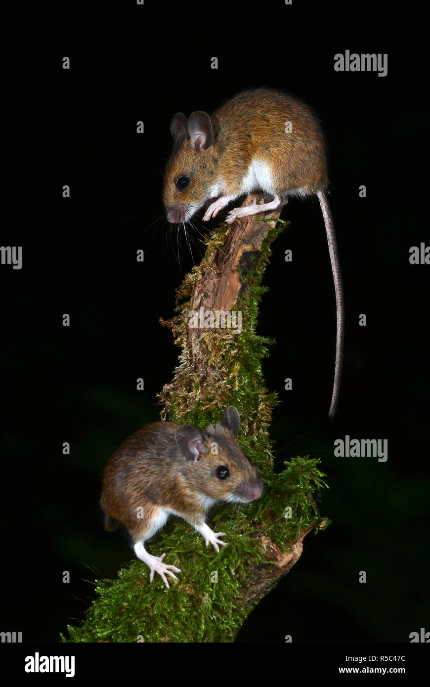 Native mouse hi-res stock photography and images - Alamy