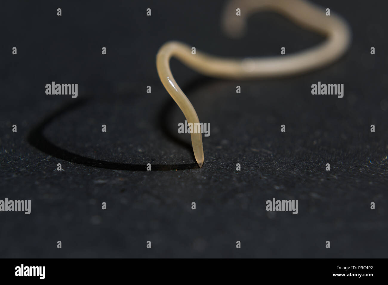 Toxocara canis hi-res stock photography and images - Alamy