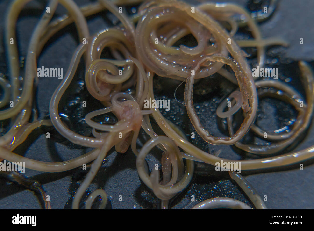 Toxocara canis hi-res stock photography and images - Alamy