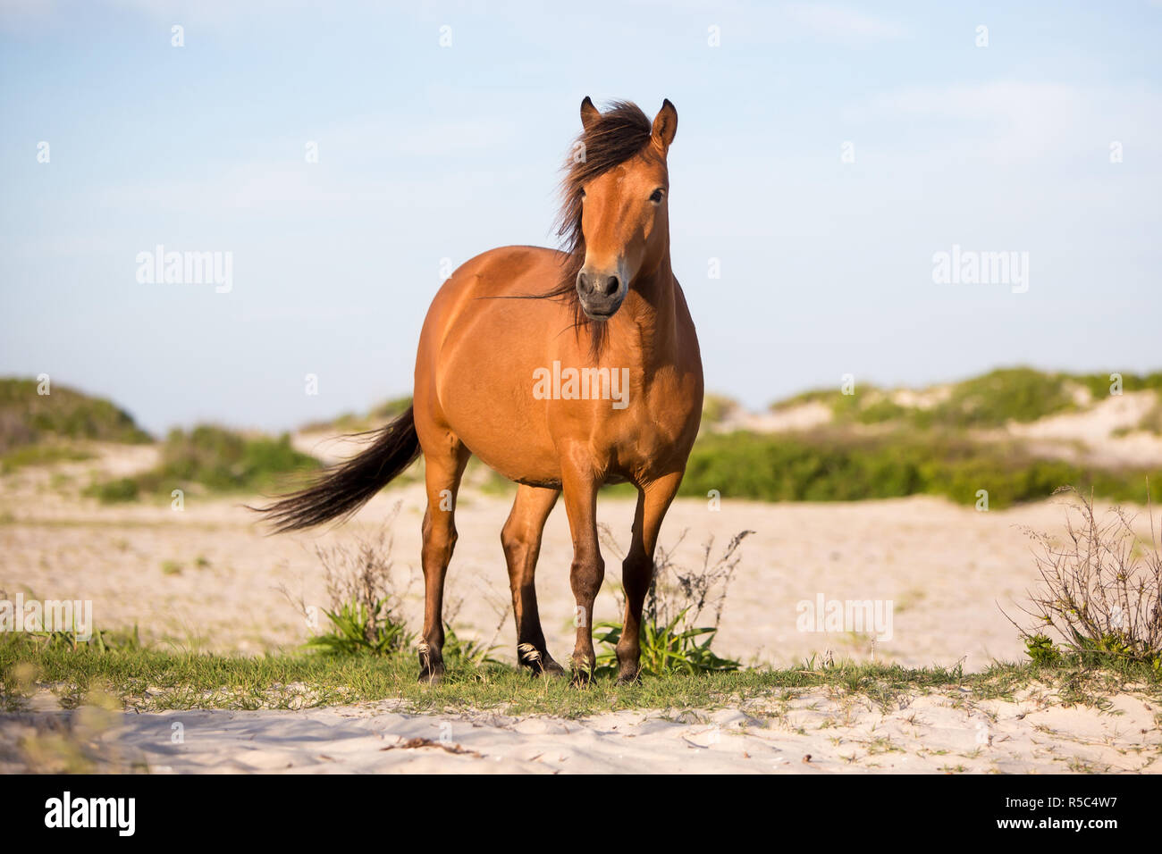 A wild pony (Equus caballus) at Assateague Island National Seashore ...