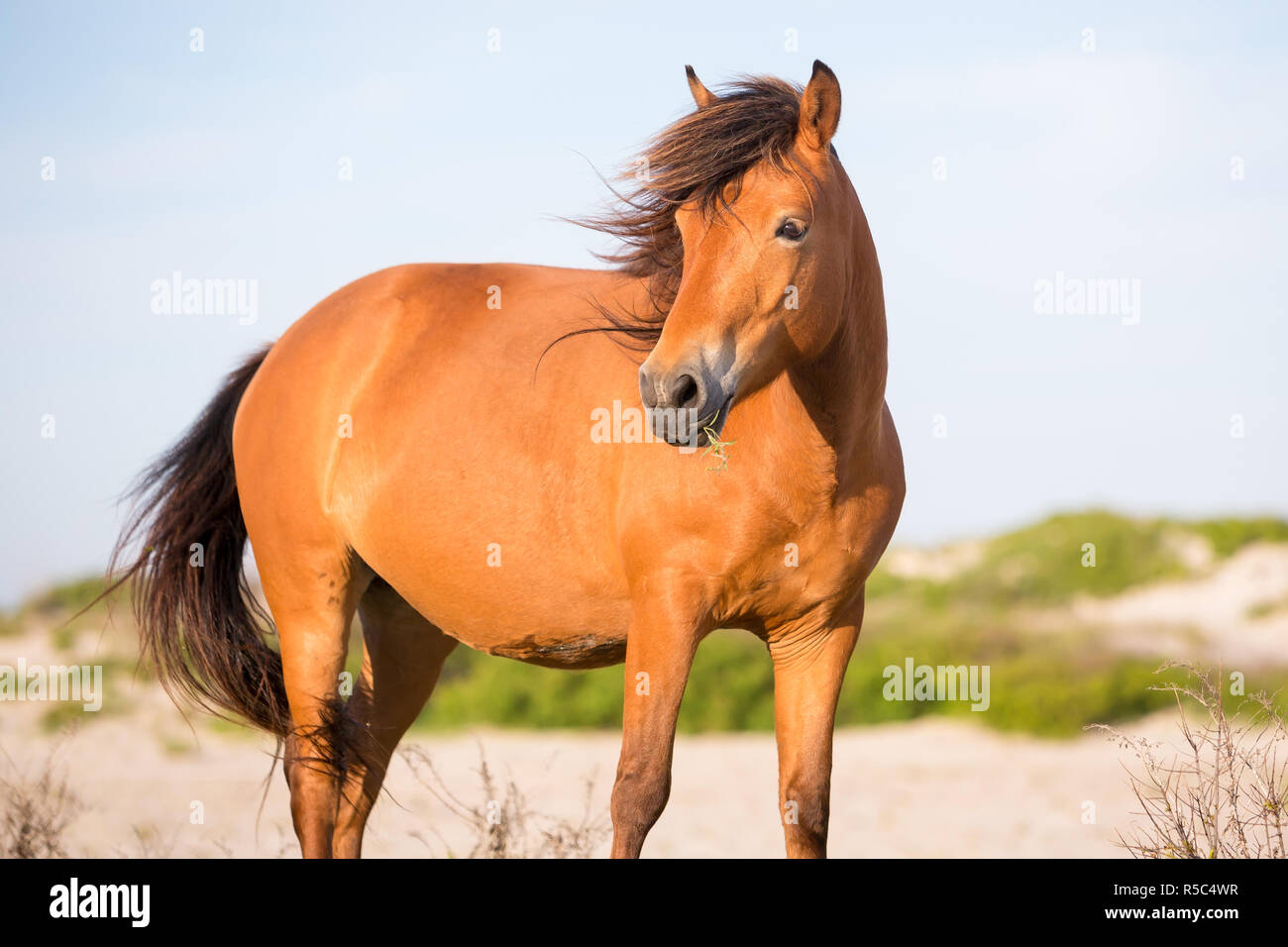 A wild pony (Equus caballus) at Assateague Island National Seashore ...