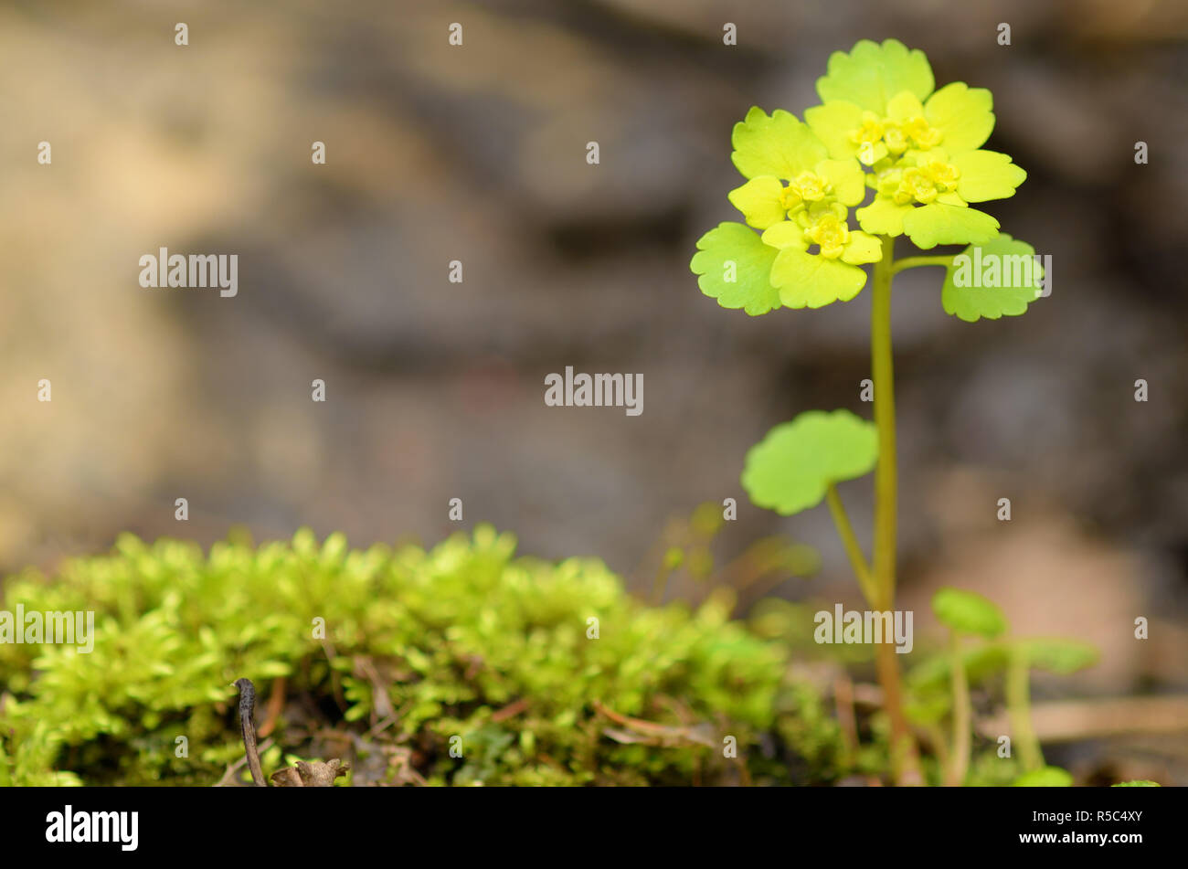 Plant with medicinal properties hi-res stock photography and images - Alamy