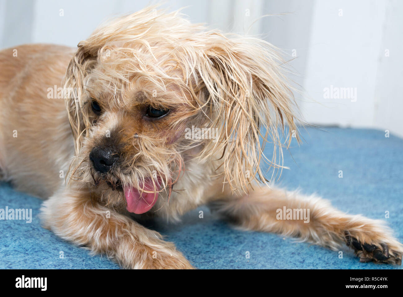 Mixed breed dog recovering from anesthesia Stock Photo - Alamy