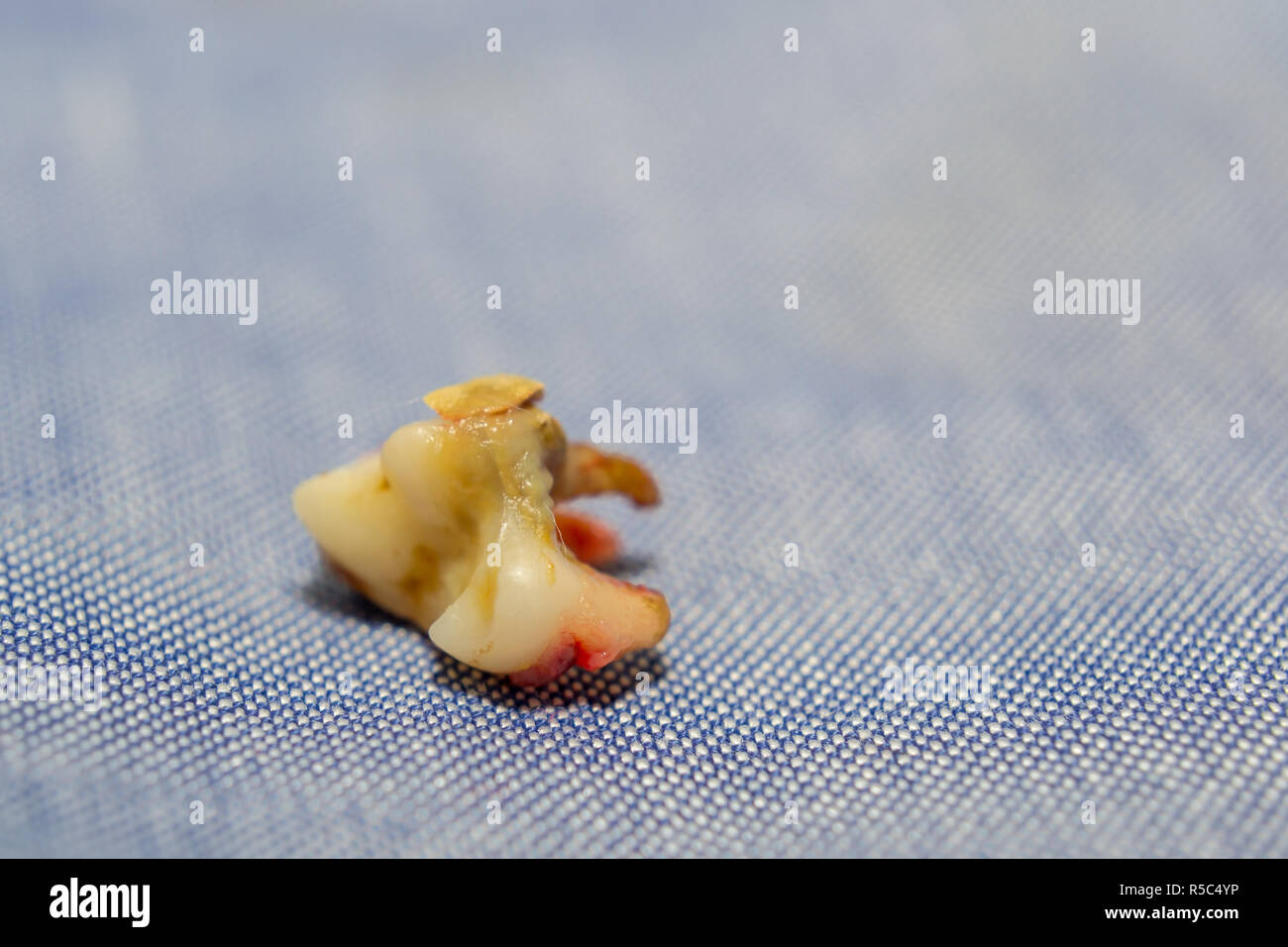 Dog tooth extracted. Pulp infection. Tartar Stock Photo - Alamy
