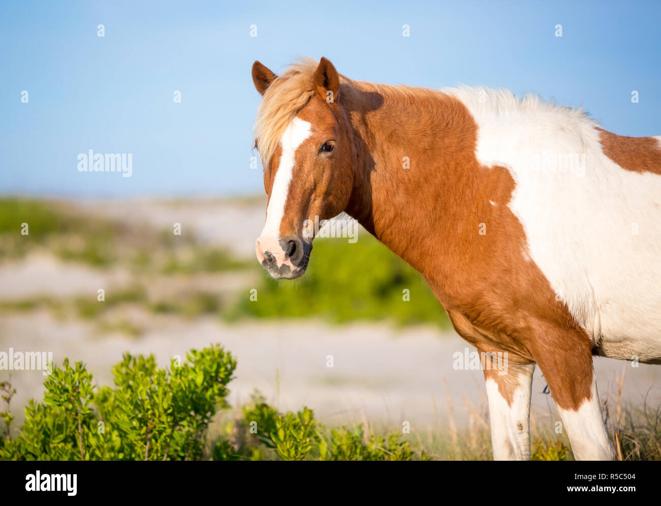 A wild pony (Equus caballus) with its head raised at Assateague Island ...