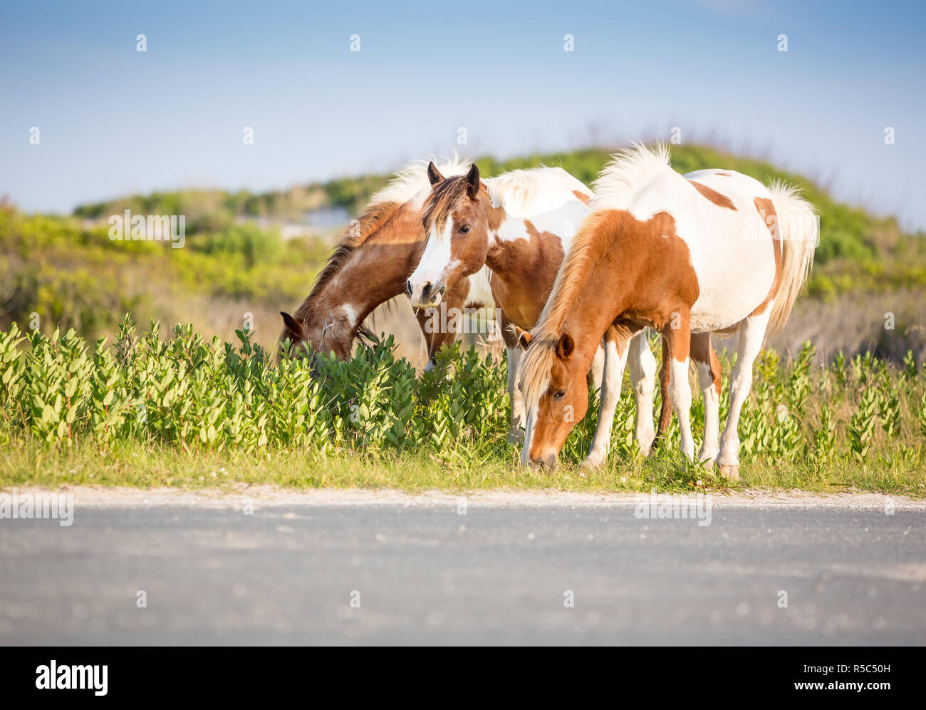 A group of wild pinto ponies (Equus caballus) grazing near a road at ...