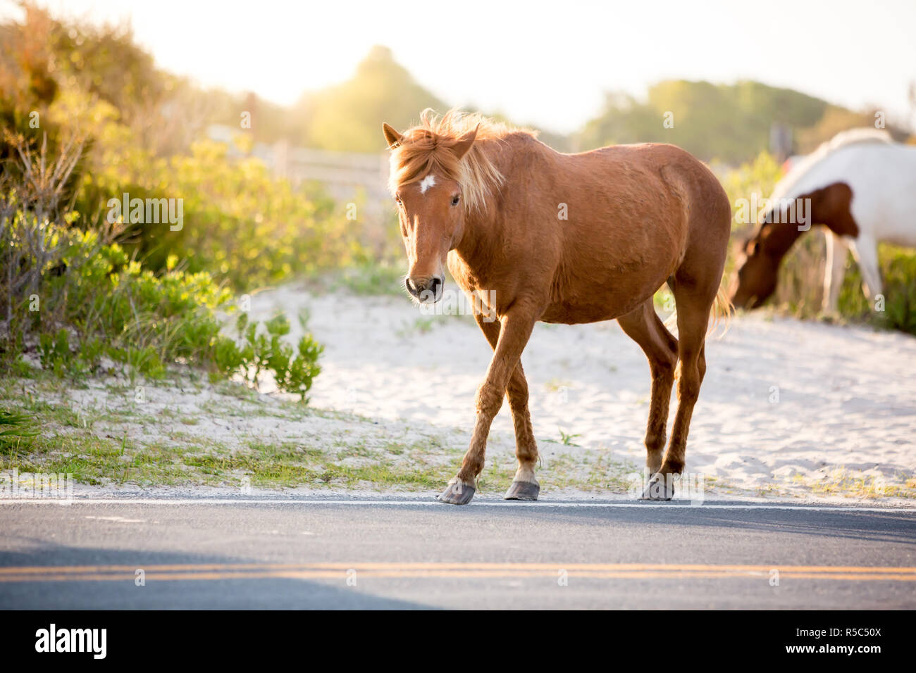 A wild pony (Equus caballus) walking along a road at Assateague Island ...