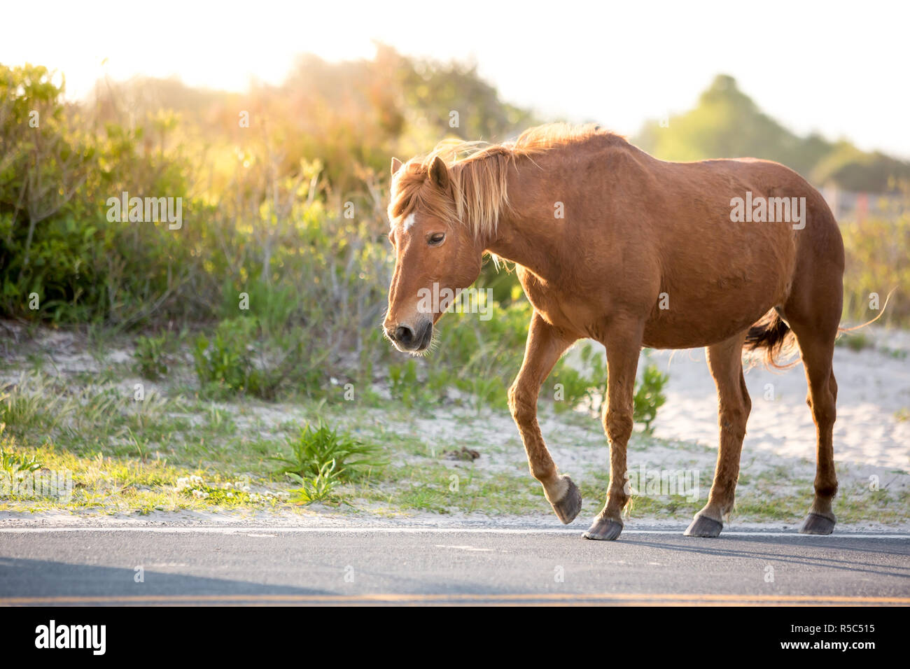 A wild pony (Equus caballus) walking along a road at Assateague Island ...