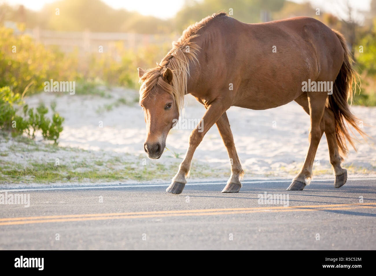 A wild pony (Equus caballus) walking along a road at Assateague Island ...