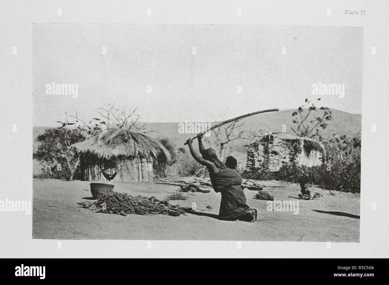 Kafir corn hi-res stock photography and images - Alamy