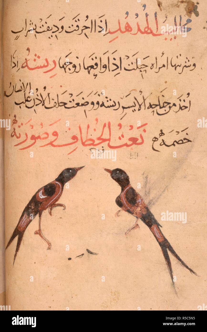 Two swallows. Kitab Na't al-hayawan (book of the characteristics of ...
