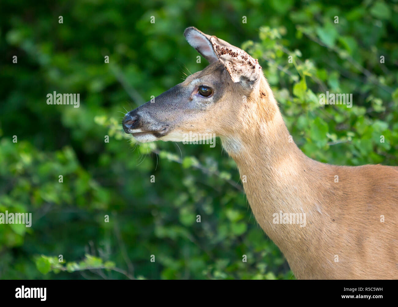 A female White-tailed Deer (Odocoileus virginianus) whose ears are ...