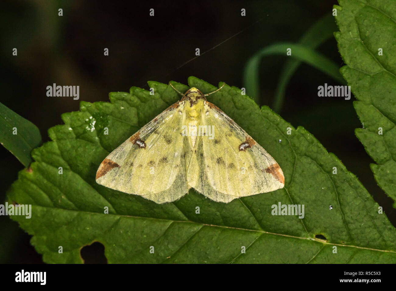 yellow spanner (opisthograptis luteolata Stock Photo - Alamy
