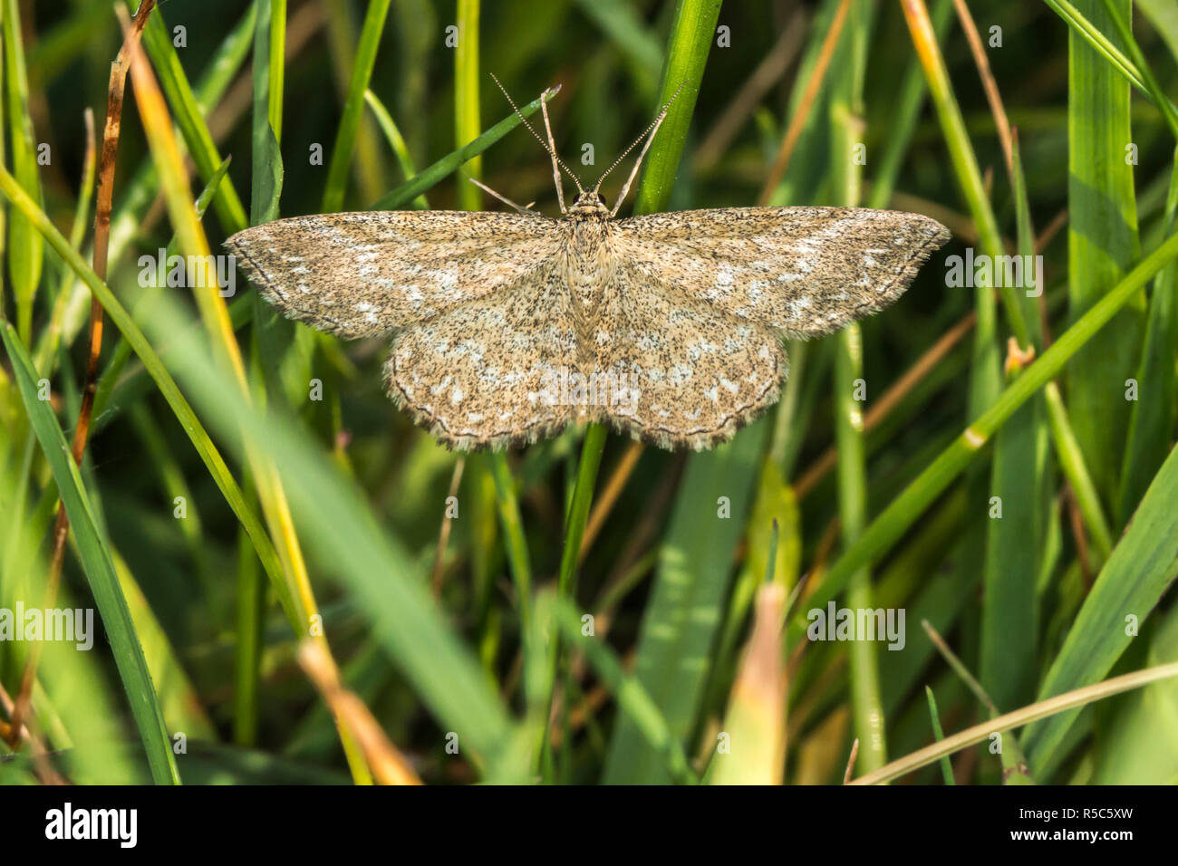 Marbled green moth hi-res stock photography and images - Alamy