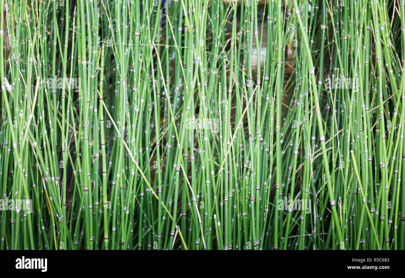 Rush plants in garden water container Stock Photo - Alamy