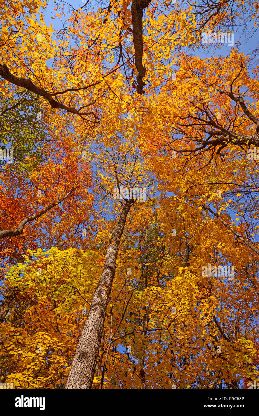 Looking up into the Fall Forest Stock Photo - Alamy